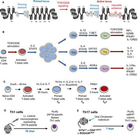 Il‐2 Il‐7‐inducible Factors Pioneer The Path To T Cell Differentiation