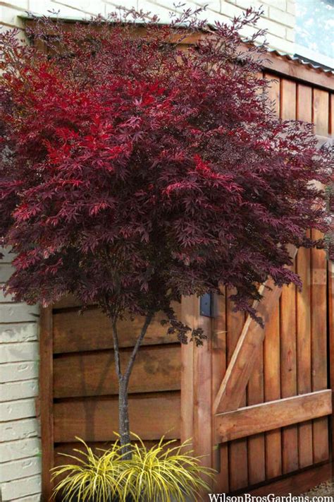 Buy Suminagashi Japanese Maple Free Shipping Wilson Bros Gardens 5 Gallon Pot