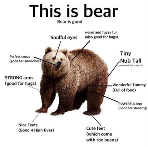 Funny Bear Memes