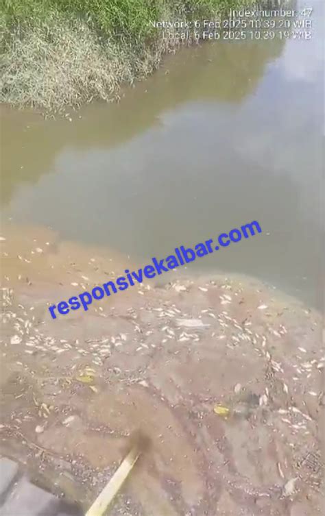 Lingkungan Tercemar Dan Ikan Mati Pt Mina Mas Lakukan Replating Menger
