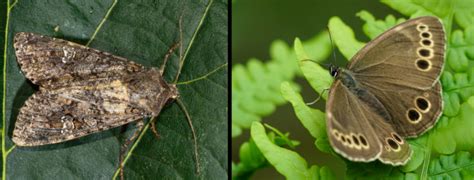 Whats The Difference Between Butterflies And Moths Gulo In Nature