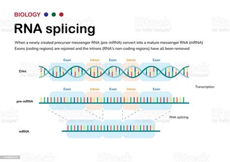 Rna Processing