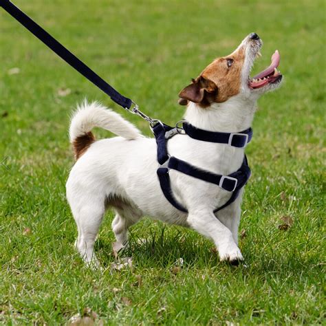 Dog Collar Harness Leash Set Reflective Bull Dog C Grandado