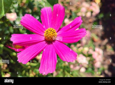 Cosmos Are Annual Flowers With Colorful Daisy Like Flowers Symbolizing Simplicity Joy Beauty