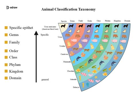 Taxonomy Chart Blank Ice Educational Chart Resources