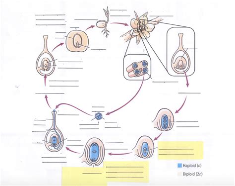 Bio Graph 6 Diagram Quizlet