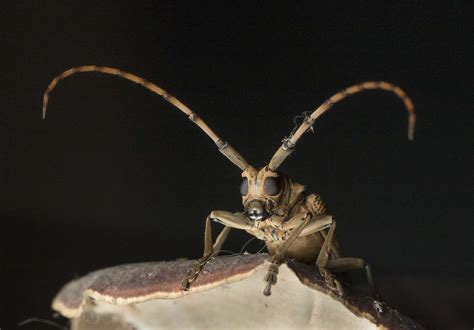 Download Long Horned Beetle Portrait Wallpaper