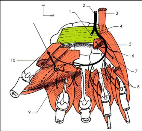Cours Anatomie Nerf Ulnaire Nerf Cutané Médial Lavant Bras