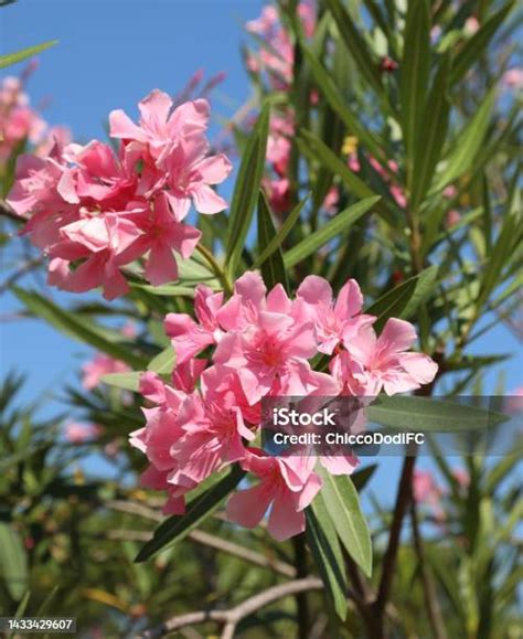 Tanaman Oleander Berbunga Dengan Bunga Merah Muda Khas Daerah Mediterania Foto Stok Unduh