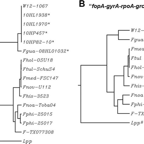 Phylogenetic Tree Analysis A Phylogenetic Tree Analysis Of Different