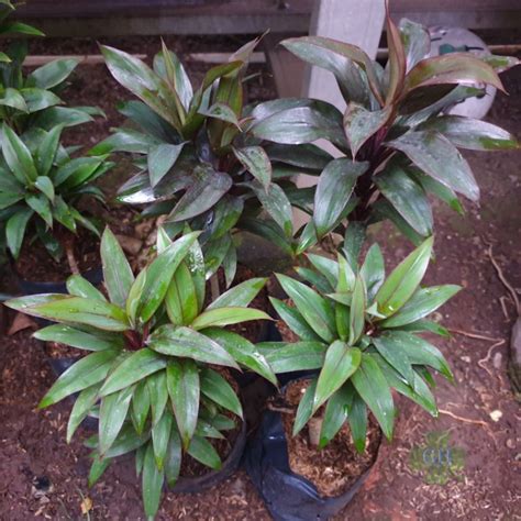 Jual Tanaman Hias Hanjuang Mini Andong Merah Kemoceng Cordyline