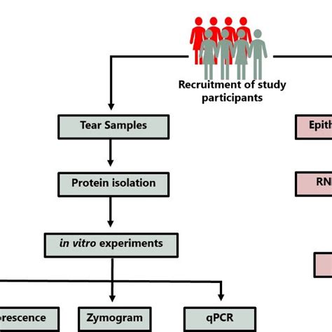 Schematic Depicting The Methodology Of Sample Collections And The