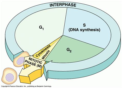 Cell Cycle Cell Growth And Differentiation Cell Cycle Cell Growth And Differentiation