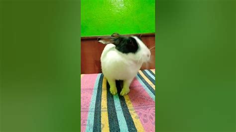 Funny Rabbit Short Viralshorts Mycuterabbit Rabbit Youtube