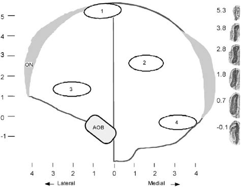 A Metric Two Dimensional Representation Of The Glomerular Layer Of The Download Scientific