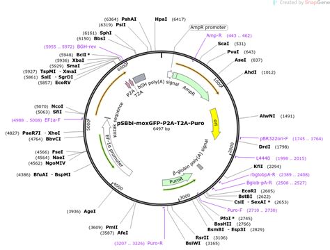 Addgene Psbbi Moxgfp P2a T2a Puro