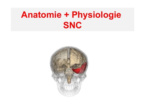 Anatomie Et Physiologie Système Nerveux Central Pdf Etude Az