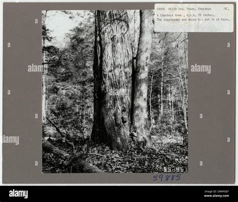 Tree Identification Chestnut Photographs Relating To National
