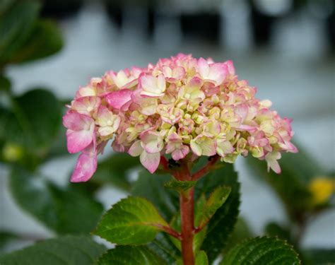 Hydrangea Care Tips