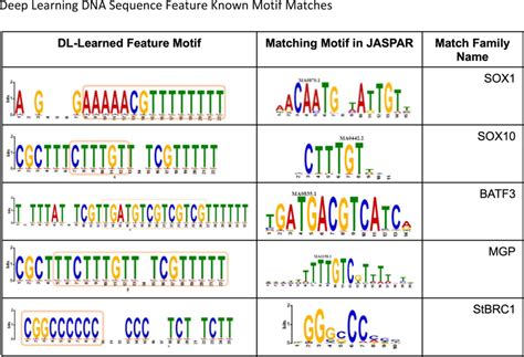 Deep Learning Dna Sequence Feature Known Motif Matches The 32 Download Scientific Diagram