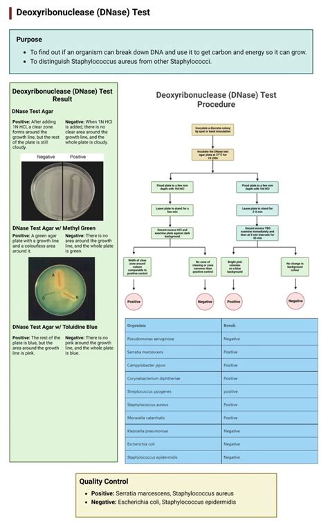 Deoxyribonuclease Dnase Test Principle And Procedure