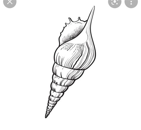 Pin On графикагравюра Traditional Tattoo Stencils Seashell Tattoos Shell Tattoos