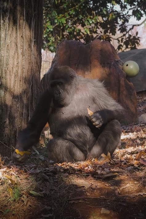 Animated Lock Screen Wallpaper Videos Download The Best Free 4k Stock Video Footage And Animated