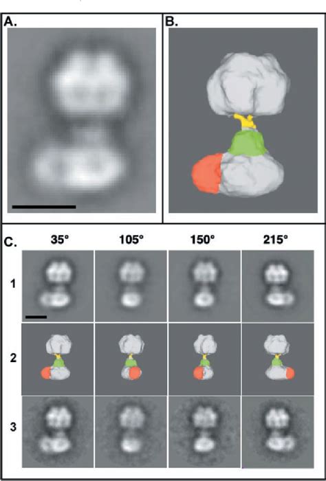 Figure 1 From Mitochondrial Atp Synthasome Three Dimensional Structure By Electron Microscopy Of