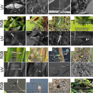 Color Pattern Diversity In Dragonflies As Visualized In Red Green