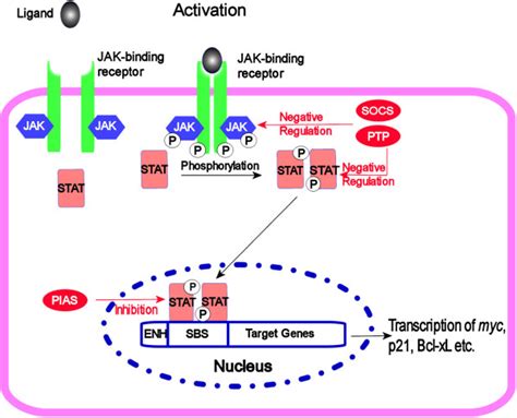 Signaling Cascade Of Jak Stat Pathway Binding Of The Ligand To