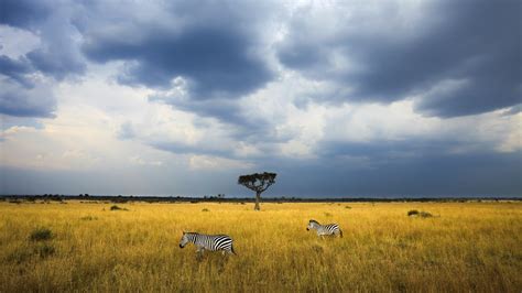 Two Zebras Equus Quagga Walk Beneath Storm Clouds In Masai Mara