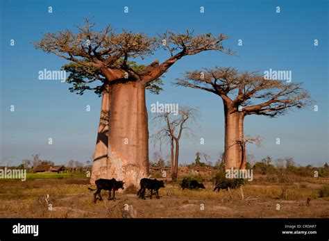 Baobab Trees In Africa At Joseph Eason Blog