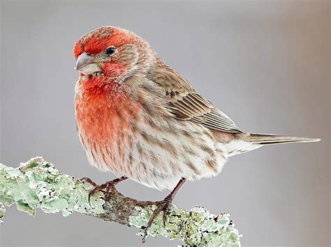 Female Red Breasted Sparrow