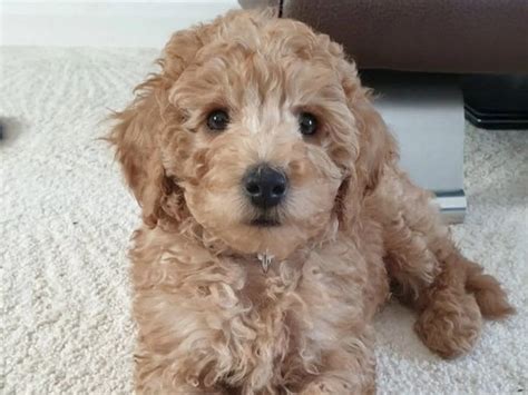 How Long Does A Cockapoo Sleep