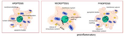 Pdf Caspase 8 Is The Molecular Switch For Apoptosis Necroptosis And