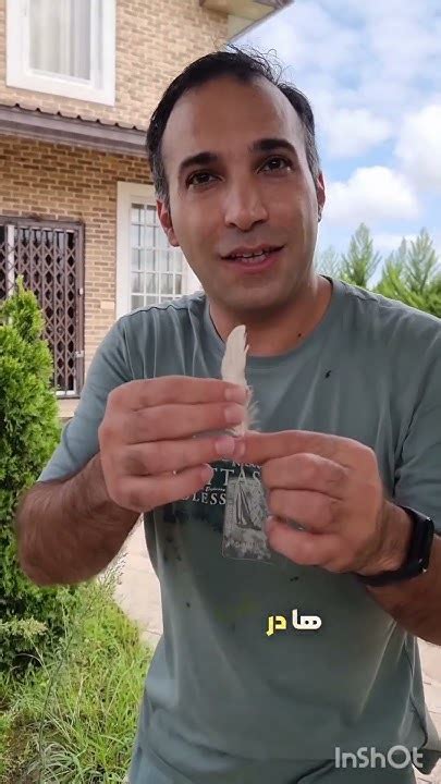 رفتار شناسی پرنده ها و شانه کردن پرها یکی از جذاب ترین رفتارها در بین این موجودات زیباست پرنده