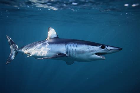 Shortfin Mako Shark Oceana