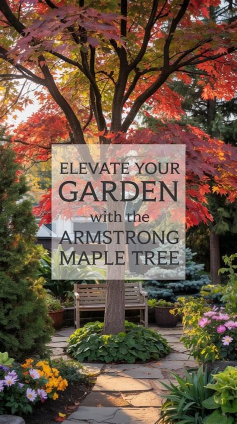 Armstrong Maple Tree A Comprehensive Guide To Growing This Elegant