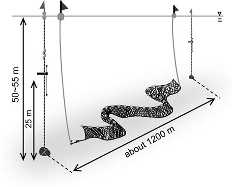 Illustration Of The A Tag And Bottom Gillnet Set Up Monitored Off Download Scientific Diagram