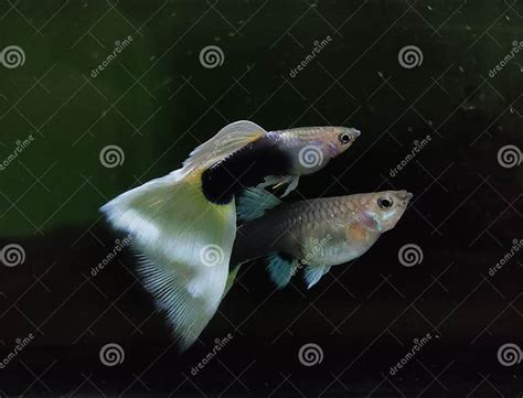 Guppies Tuxedo White Guppy Fish Pair In Black Background Stock Image