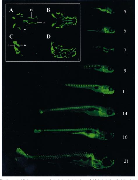 Figure 1 From Visualizing Normal And Defective Bone Development In