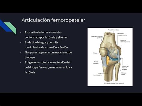 Articulacion Femorotibial Rodilla Patologías Unidad De Cirugía