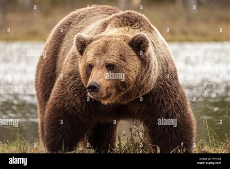Eurasian Brown Bears Fotos Und Bildmaterial In Hoher Auflösung Alamy