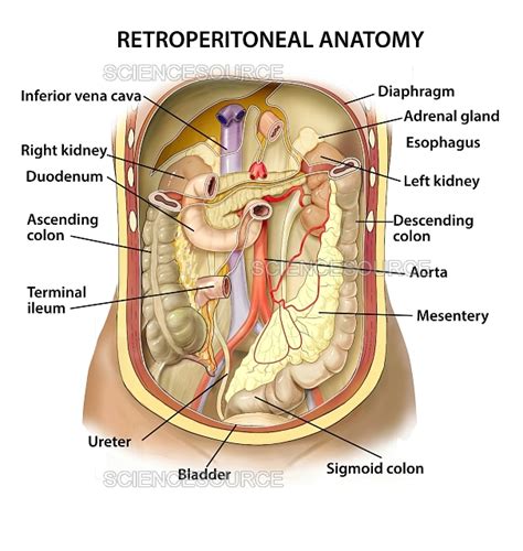 Organs Located In Retroperitoneal Space