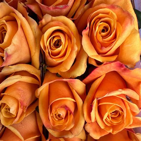 Rose Bumblebee Dp Flowers