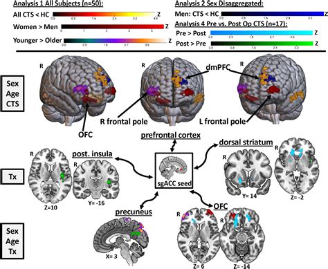 Frontiers Sex Specific Abnormalities And Treatment Related Plasticity