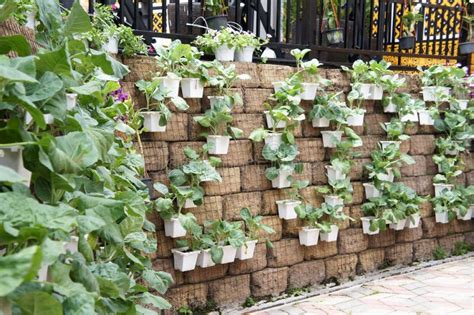Herbs Plant Flower And Vegetable Planting In Plastic Pots And It Was