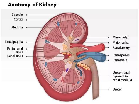 Anatomy And Physiology Of Renal Systempptx