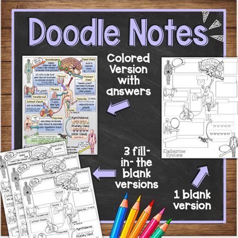 Endocrine System Doodle Notes And Quiz Human Body Systems Activity