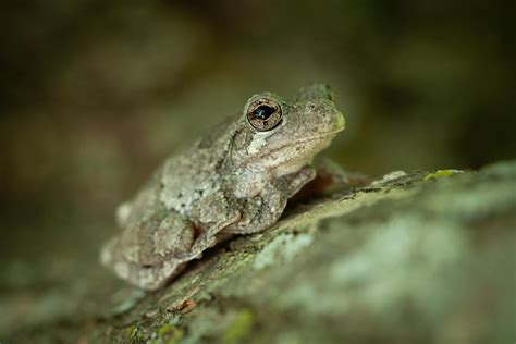 Copes Gray Treefrog Nebraskaland Magazine